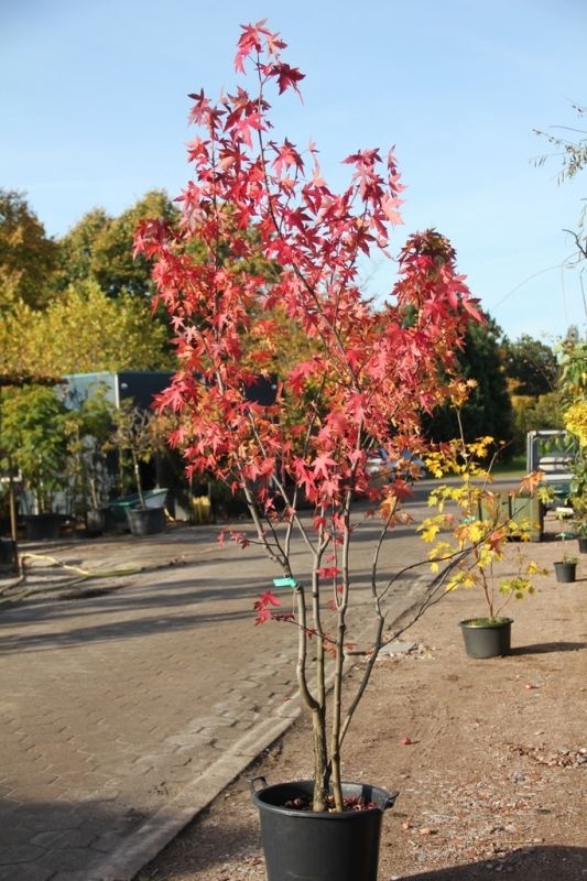 Amberboom 'Worplesdon', Liquidambar styraciflua 'Worplesdon' kopen